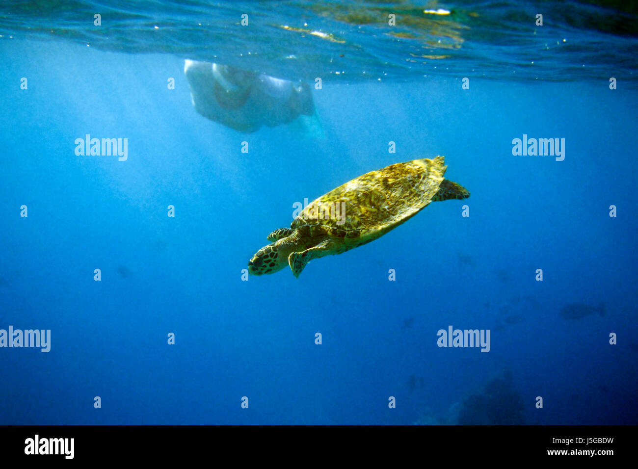 maldives to gorge engulf devour dive atoll snorkel apocryphally salt ...