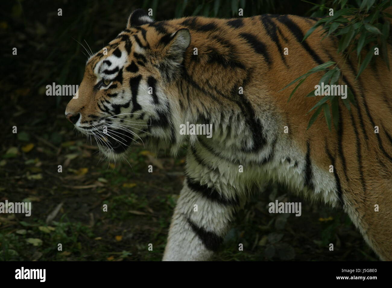 walk go going walking tree hunger cat big cat feline predator tiger ...