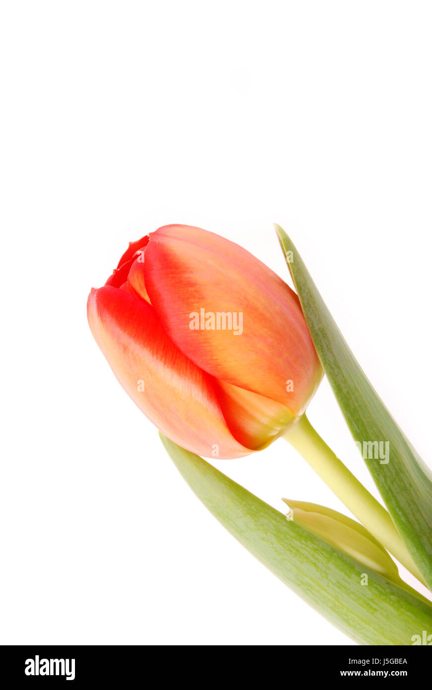 plant green coloured colourful gorgeous multifarious richly coloured ...