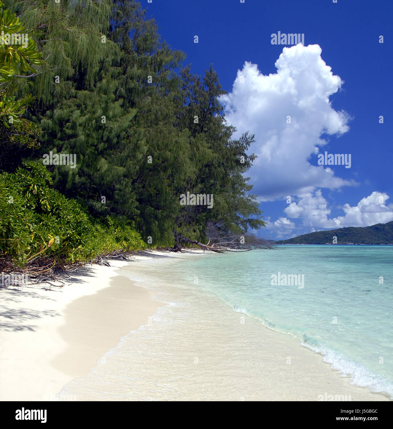 tree trees beach seaside the beach seashore salt water sea ocean water ...