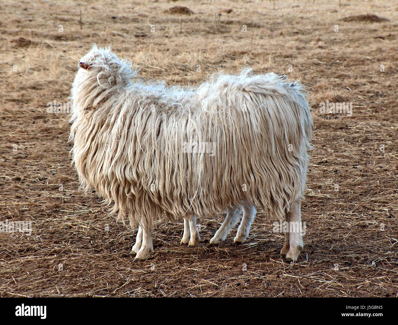skin sheep young animal shear pastureland sheepskin heath meadow grass ...
