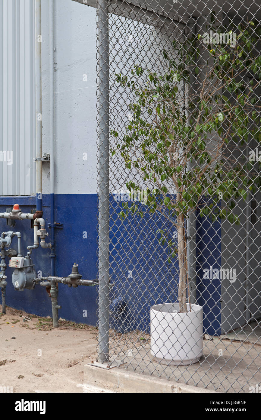 Potted tree behind fence by gas meter on 98th St, Los Angeles, CA Stock ...