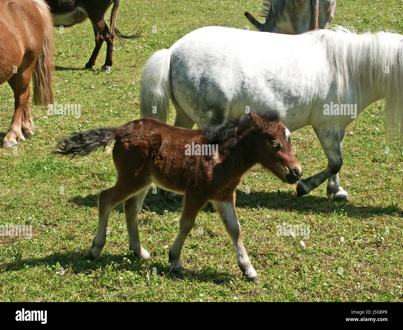 summer summerly skin riding herd horse foal young animal postcard hoofs ...