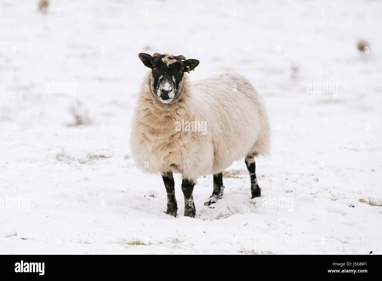Sheep in frozen field hi-res stock photography and images - Alamy