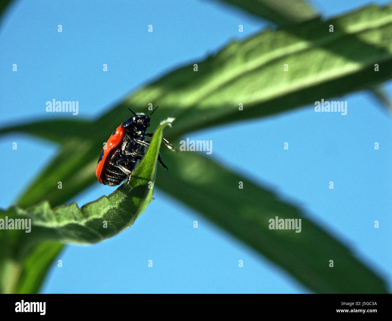 blue leaf insect insects green leaves coloured colourful gorgeous ...