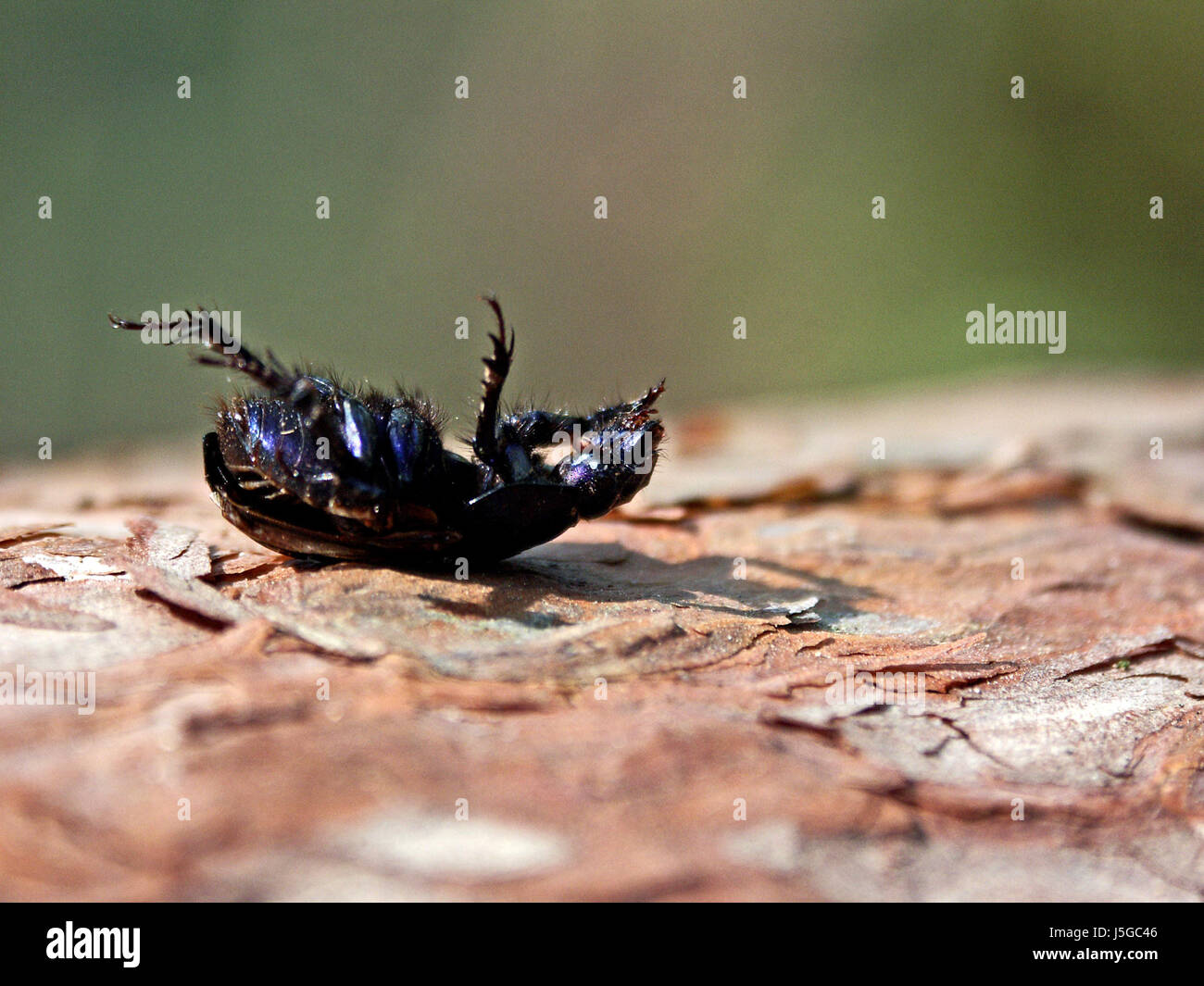 Metallic green insects hi-res stock photography and images - Alamy