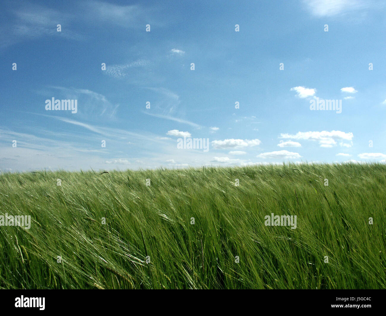 blue coloured colourful gorgeous multifarious richly coloured ...