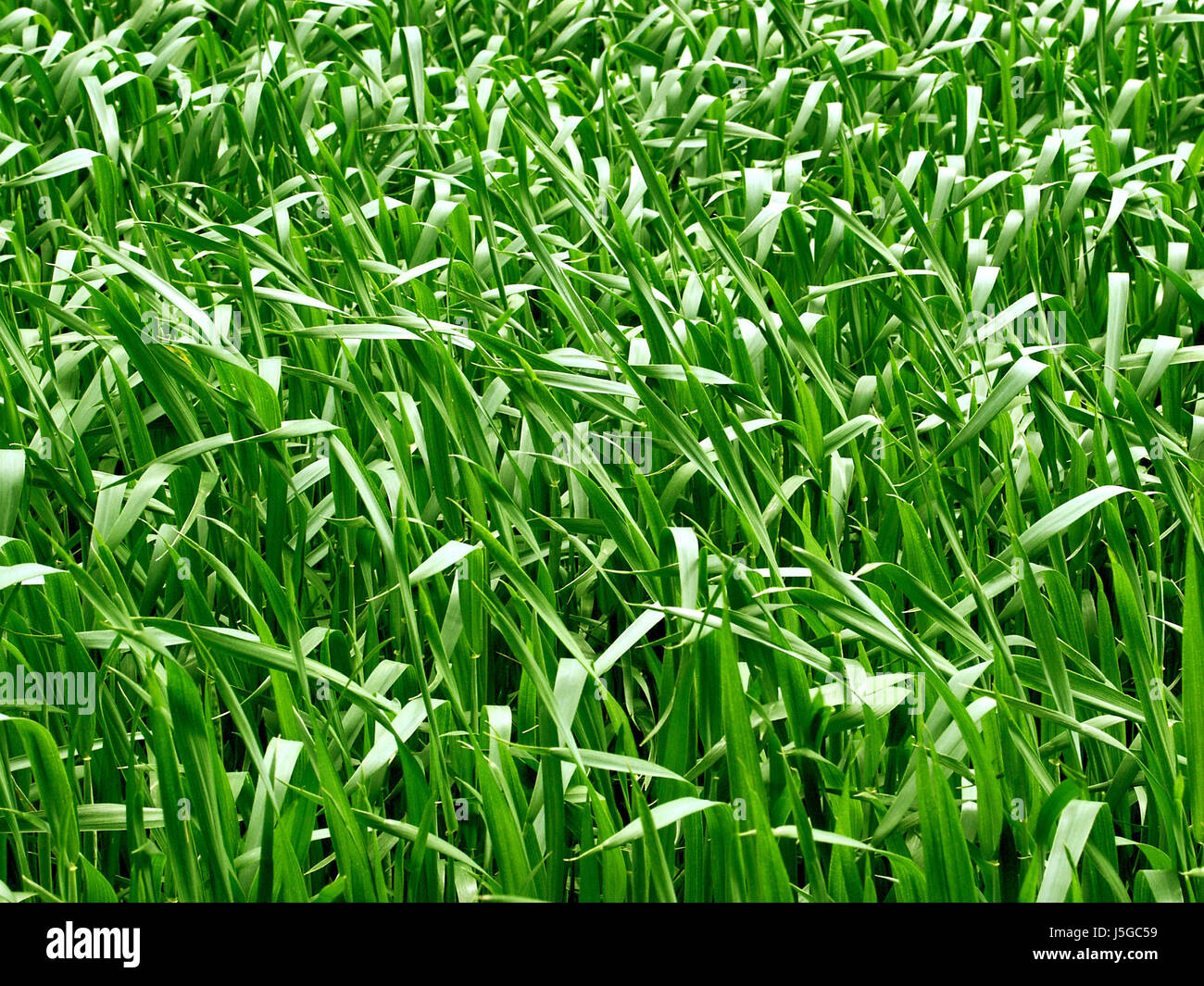 green agriculture farming field acre corn field blades of grass blade ...