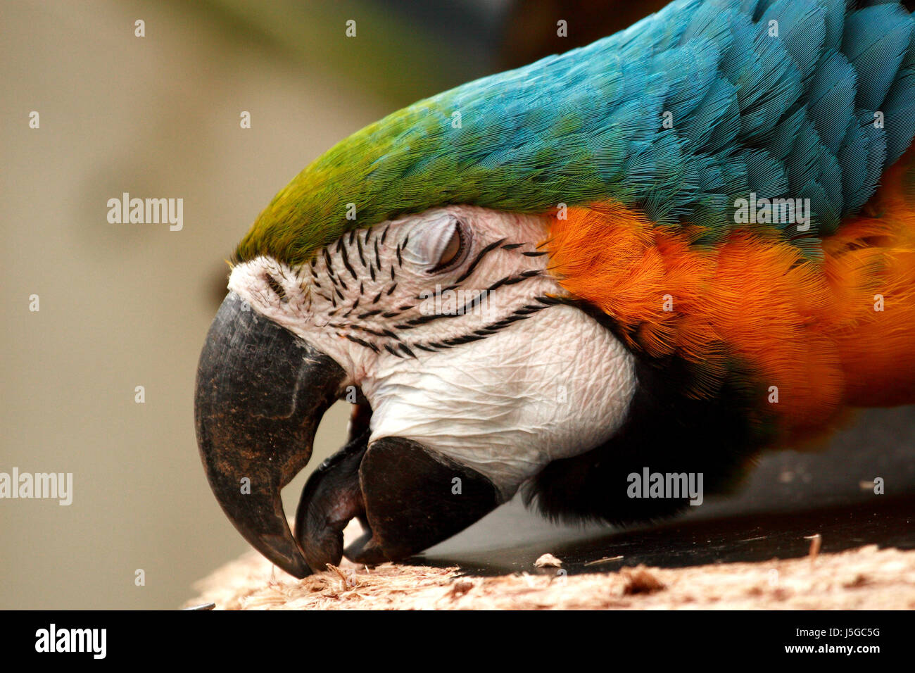 animal bird green hunger animals coloured colourful gorgeous ...