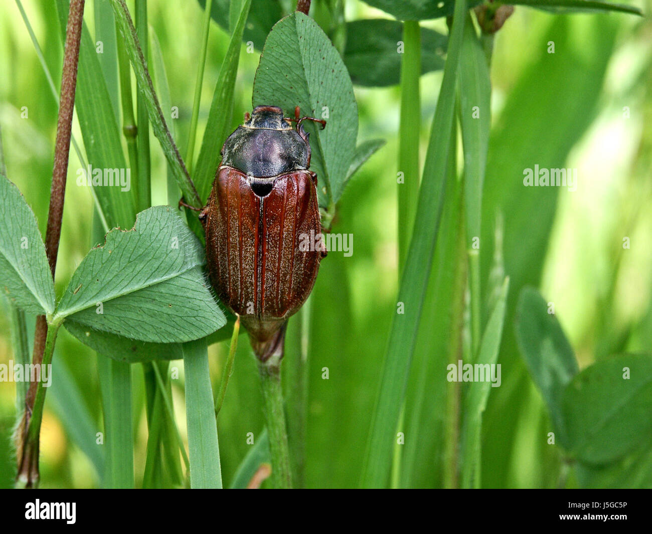 flies insect green summer summerly beetle May develop blades of grass ...