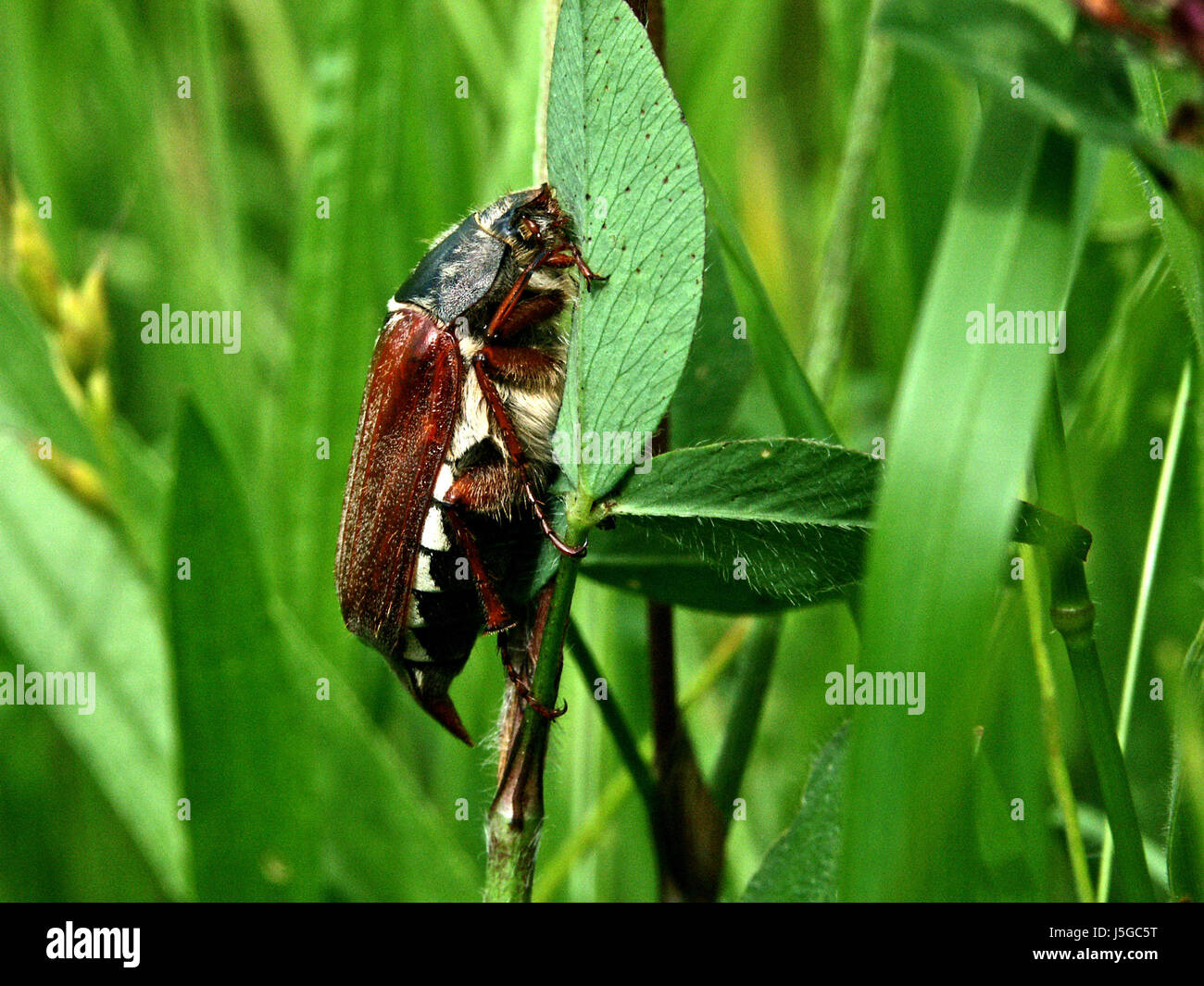 flies insect green summer summerly beetle May develop blades of grass ...