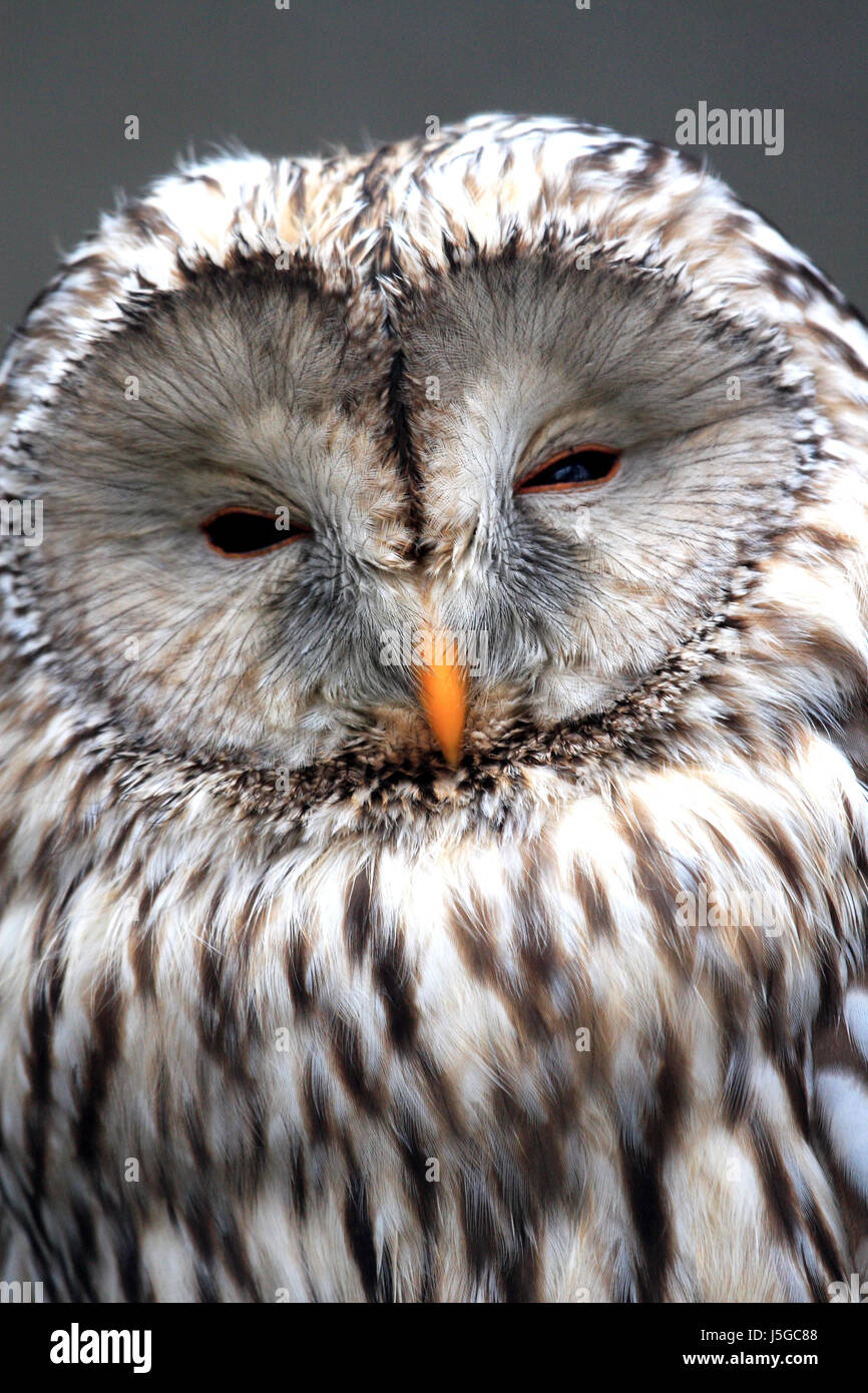 bird birds eyes sleep sleeping feathers beak nose tired exstinction owl ...