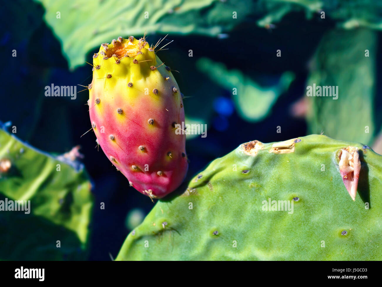 prickly pear cactus or paddle cactus fruit Stock Photo - Alamy