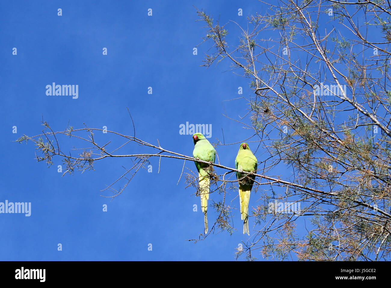 Canaries Bird Yellow Flying High Resolution Stock Photography and ...