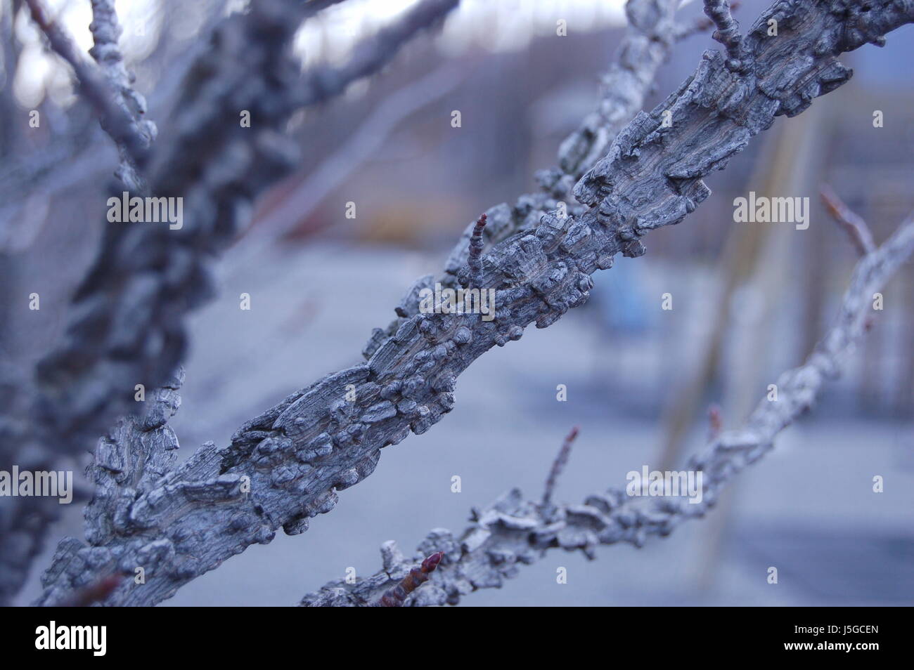 Tree bark liquidambar styraciflua hi-res stock photography and images ...