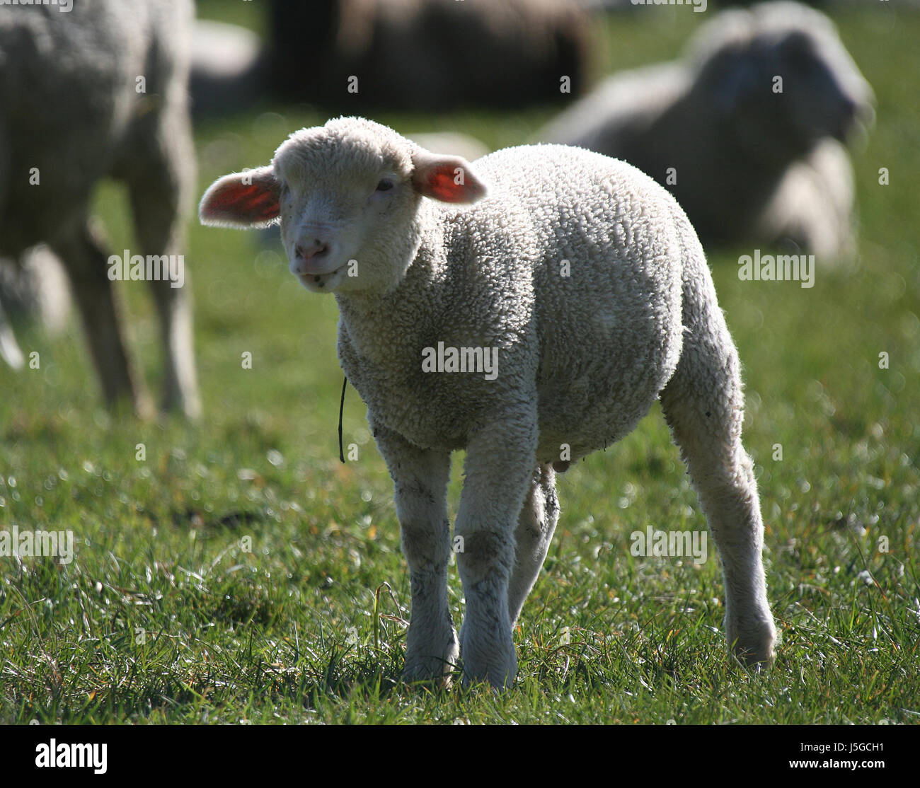 ears look glancing see view looking peeking looking at sheep wool small ...