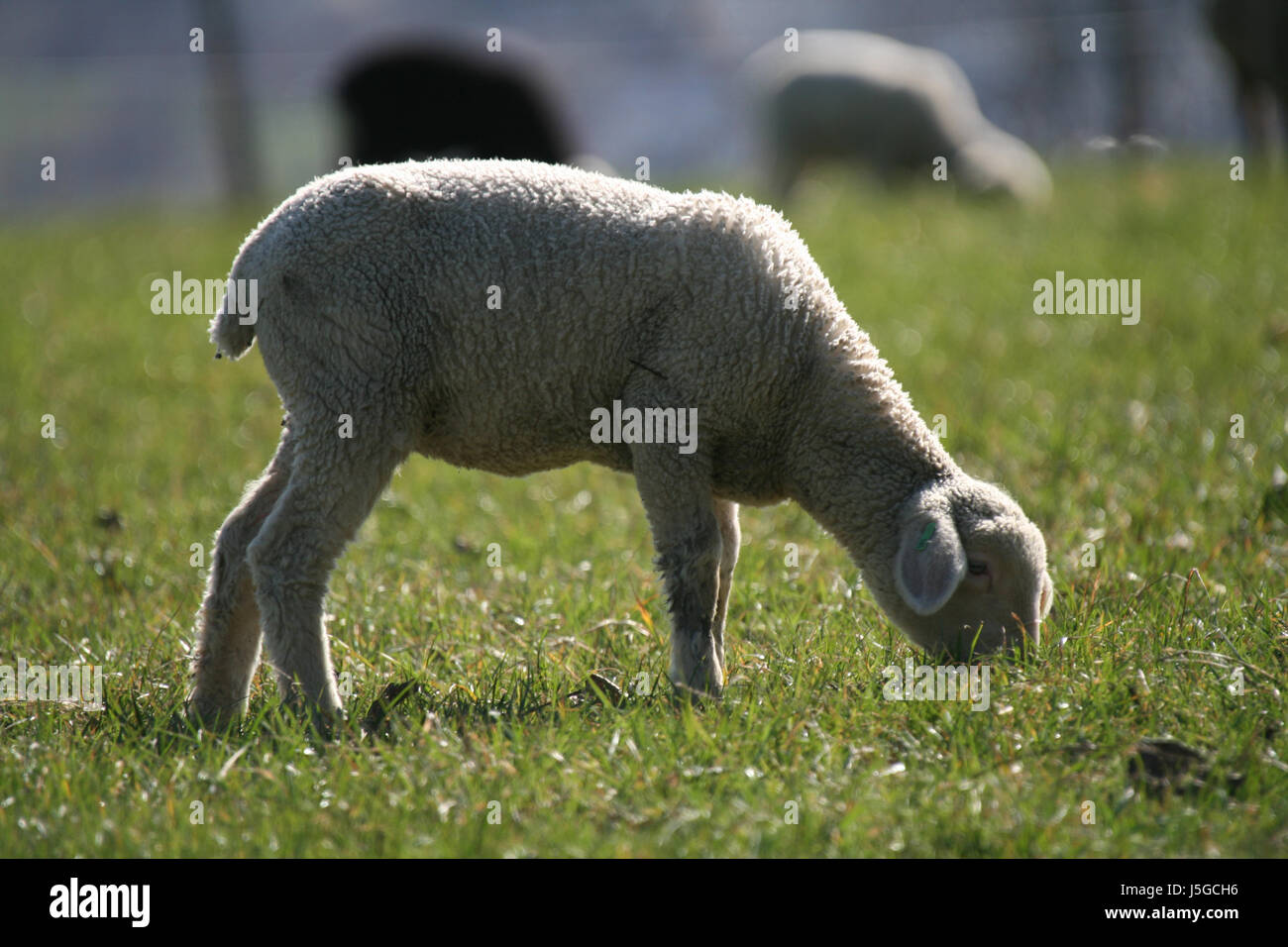 ears look glancing see view looking peeking looking at sheep wool small ...
