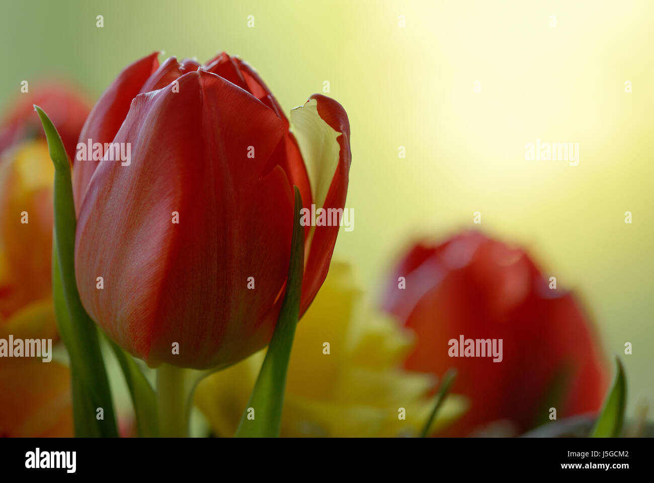 beautiful beauteously nice leaf garden flower plant green leaves ...