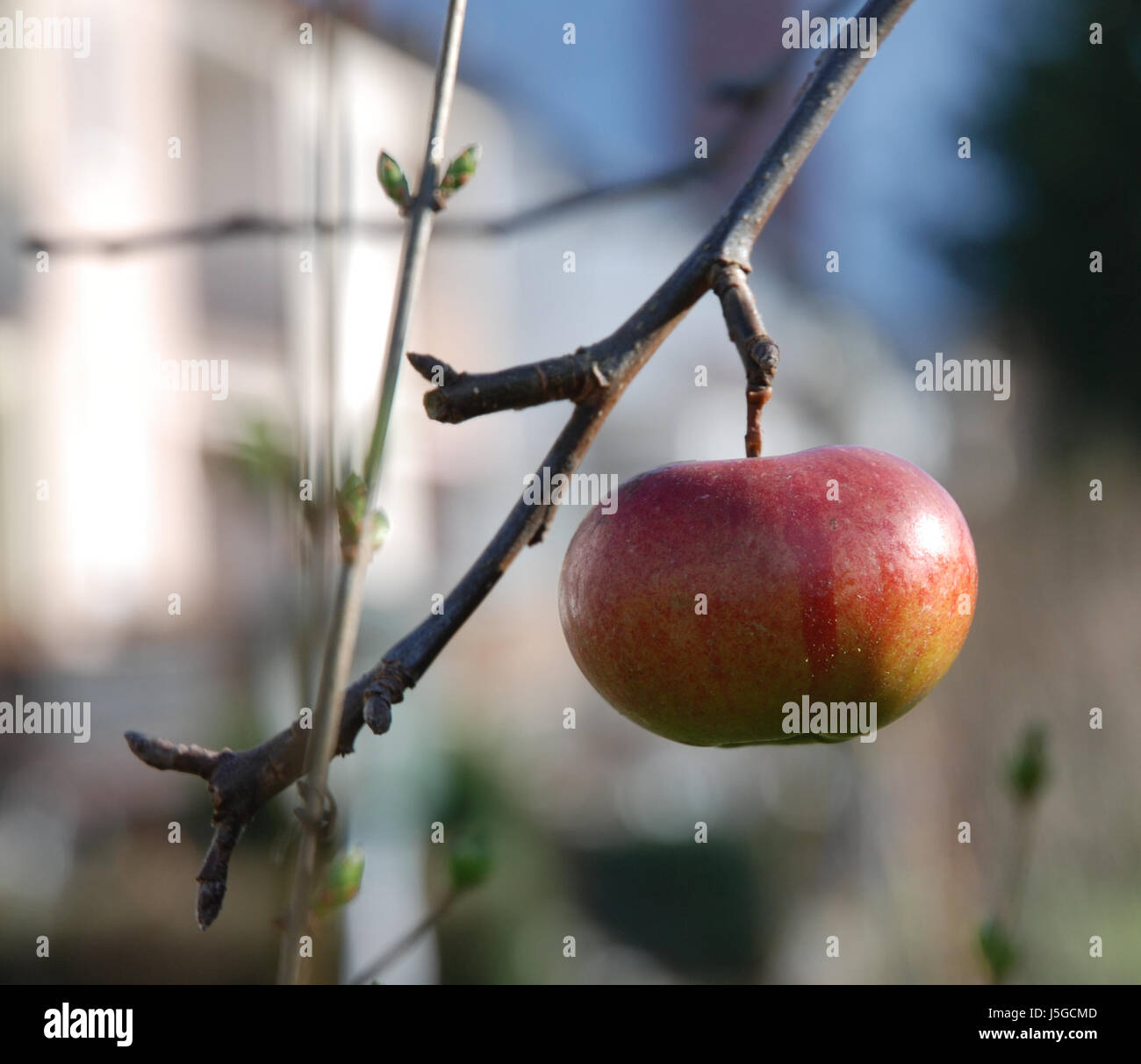 tree wood spring branch fruit apples apple buds stalk stem complete ...