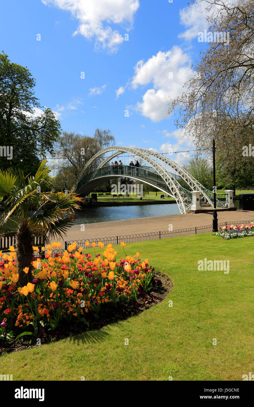 Spring flowers, River Great Ouse Embankment at night, Bedford town ...