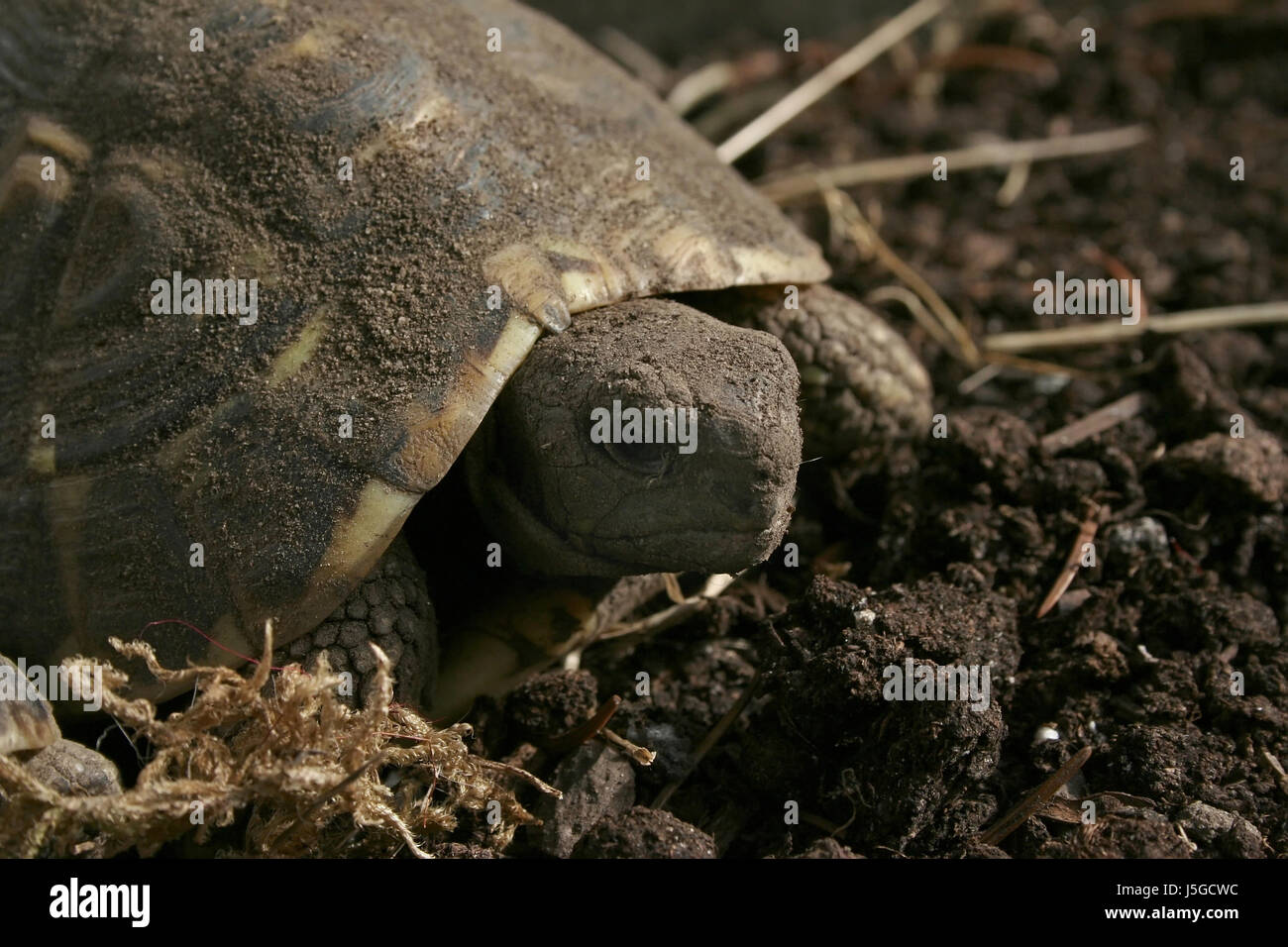 animal armour tortoise slow speed velocity winter sleep globe planet ...