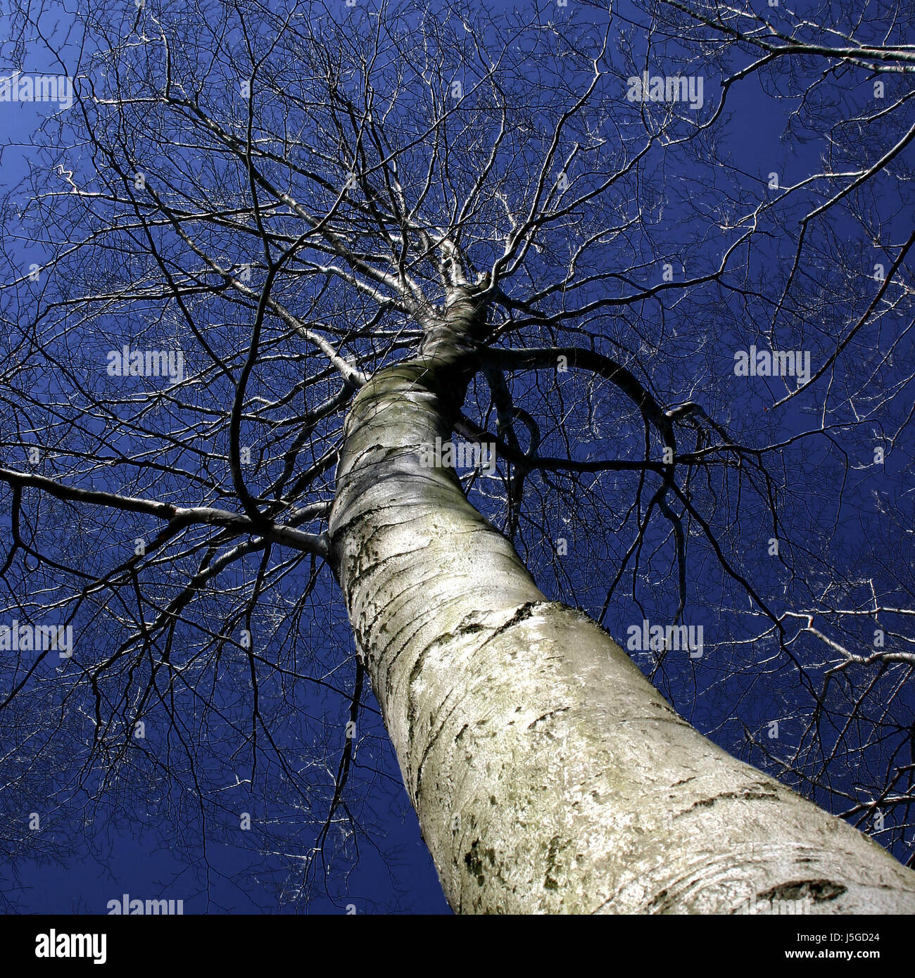 big large enormous extreme powerful imposing immense relevant tree ...