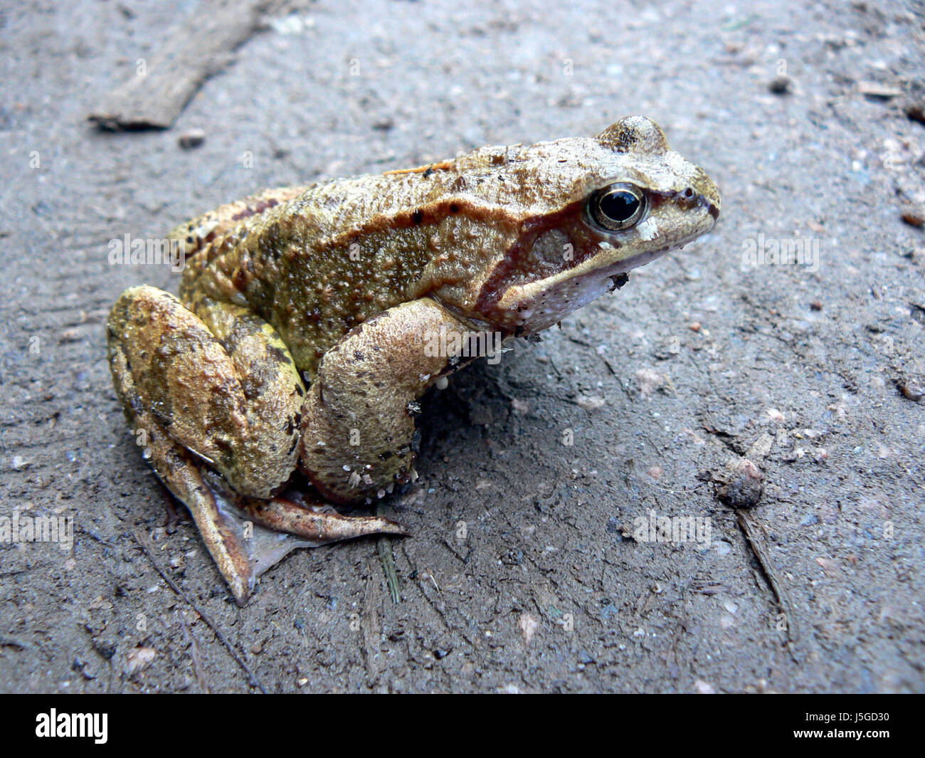 animal amphibian brown brownish brunette light brown biological ...