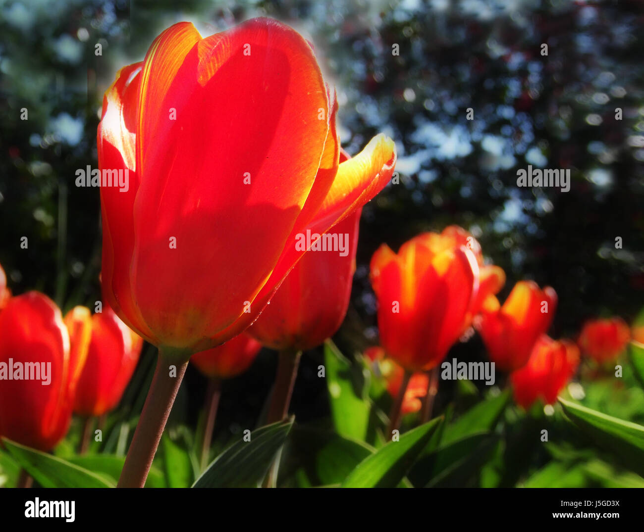spring flower plant tulip decorative plant spring flower bed gaudy red ...