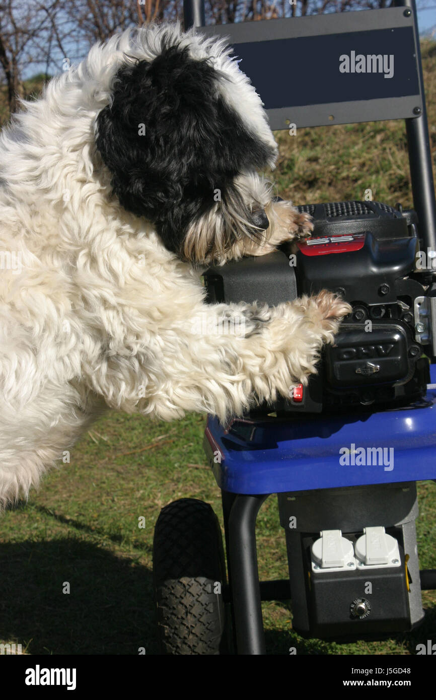 danger game tournament play playing plays played investigate pet energy ...