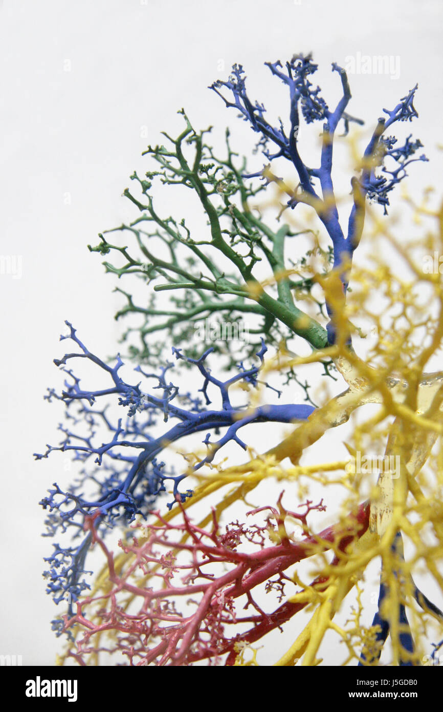 medicinally medical tree branches branch blood veins plastic synthetic ...