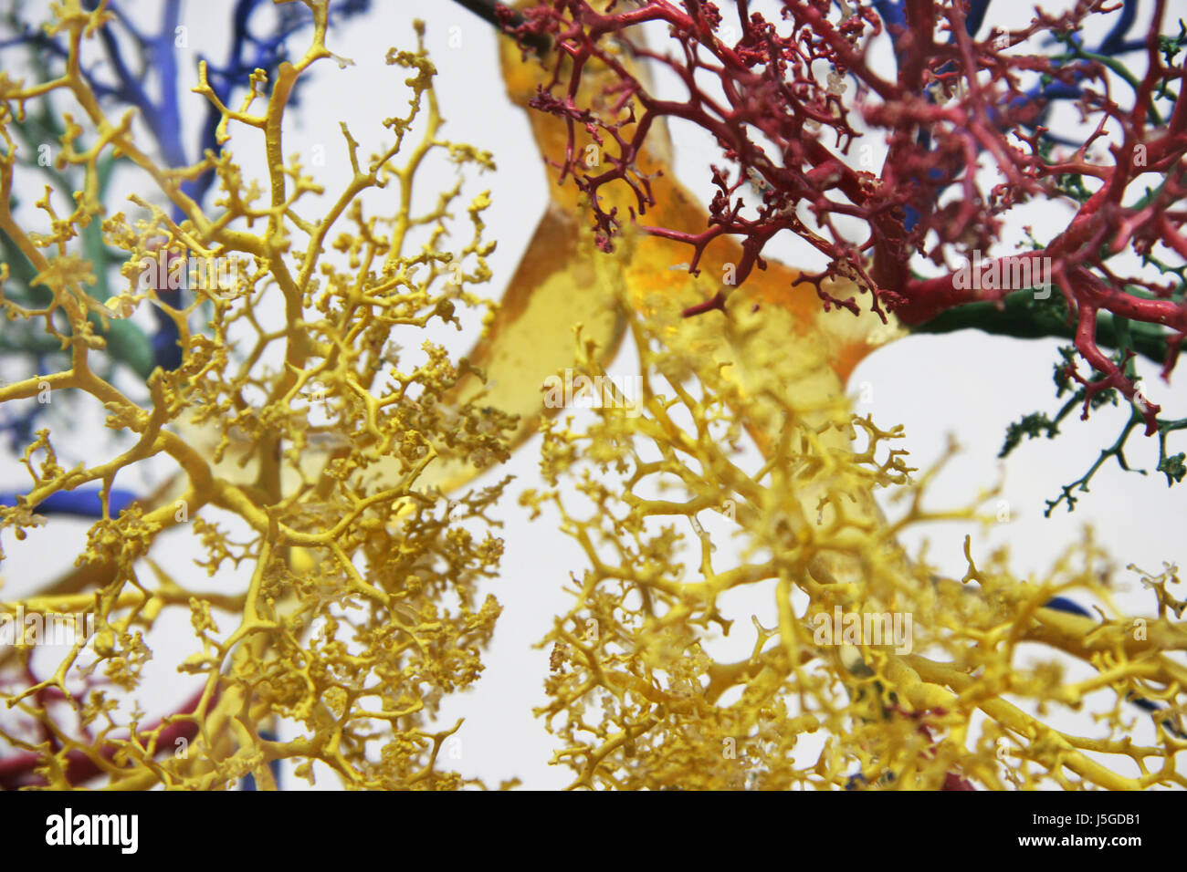 medicinally medical tree branches branch blood veins plastic synthetic ...