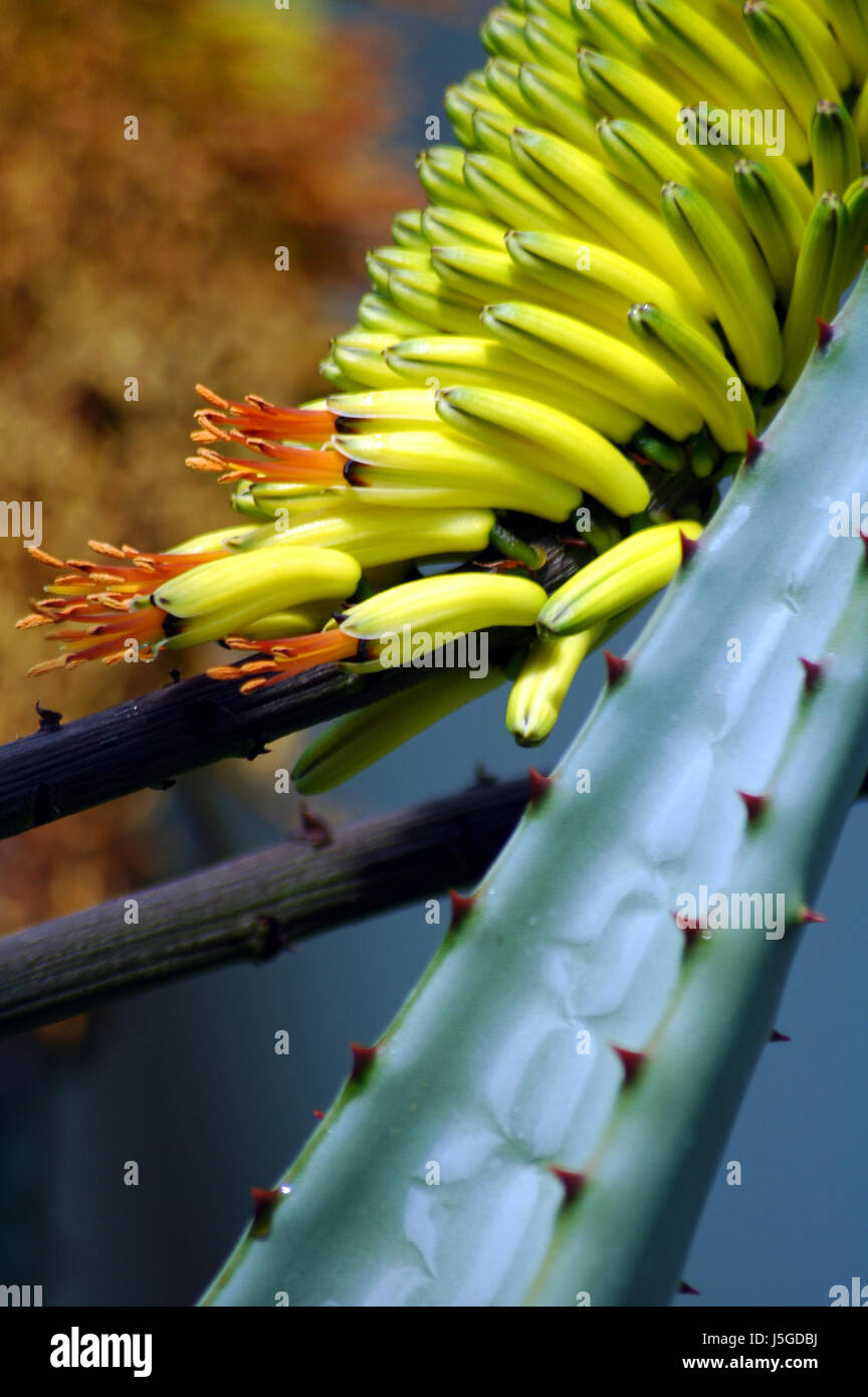 Aloe spectabilis hi-res stock photography and images - Alamy