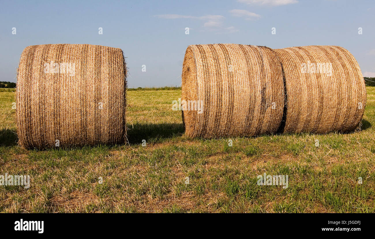 fodder horizon agriculture farming summer summerly roll farmer hay ...