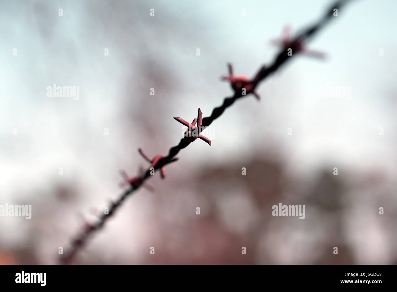 Sting wire hi-res stock photography and images - Alamy