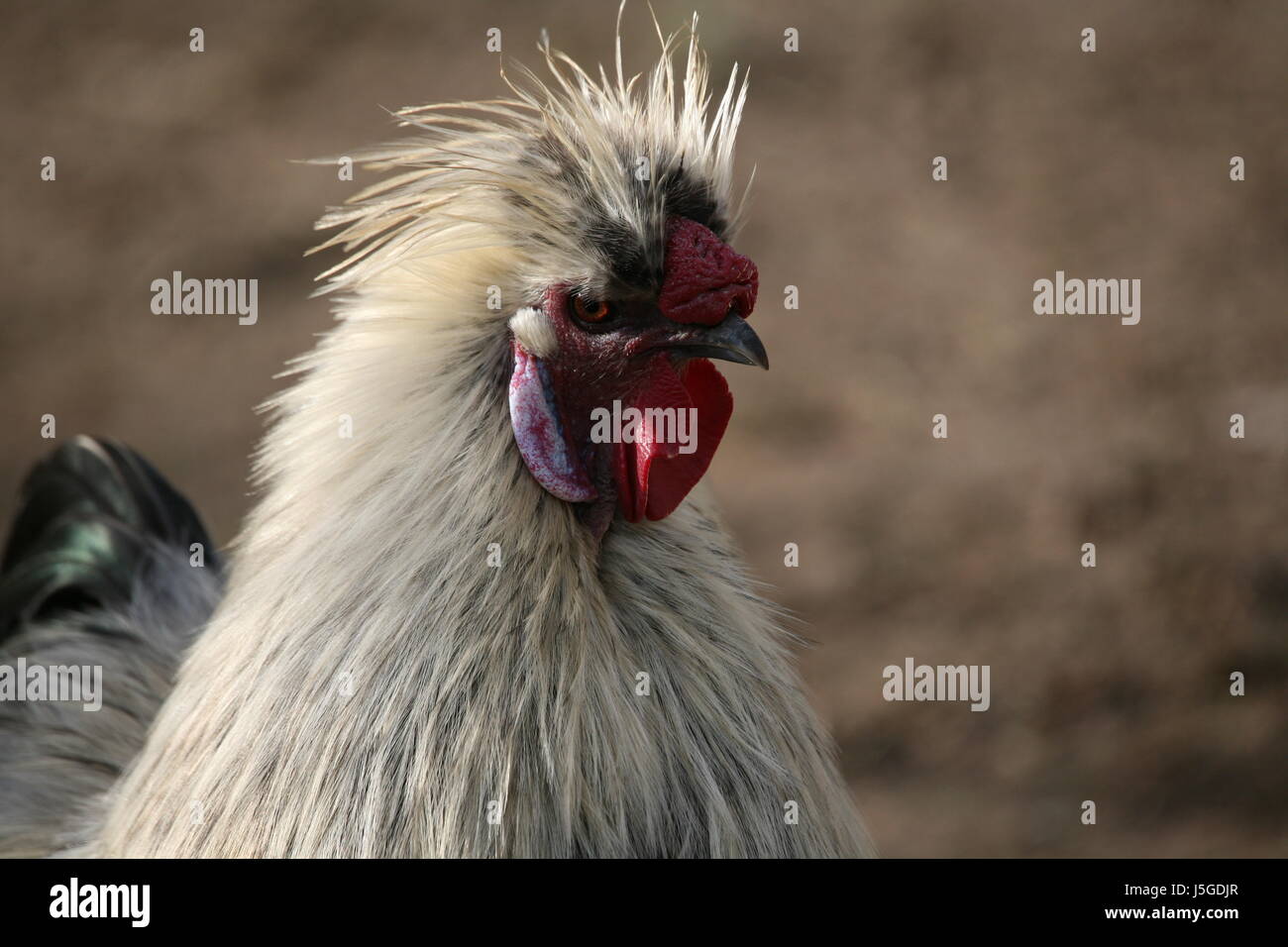 animal bird agriculture farming birds feathers poultry farm animal ...