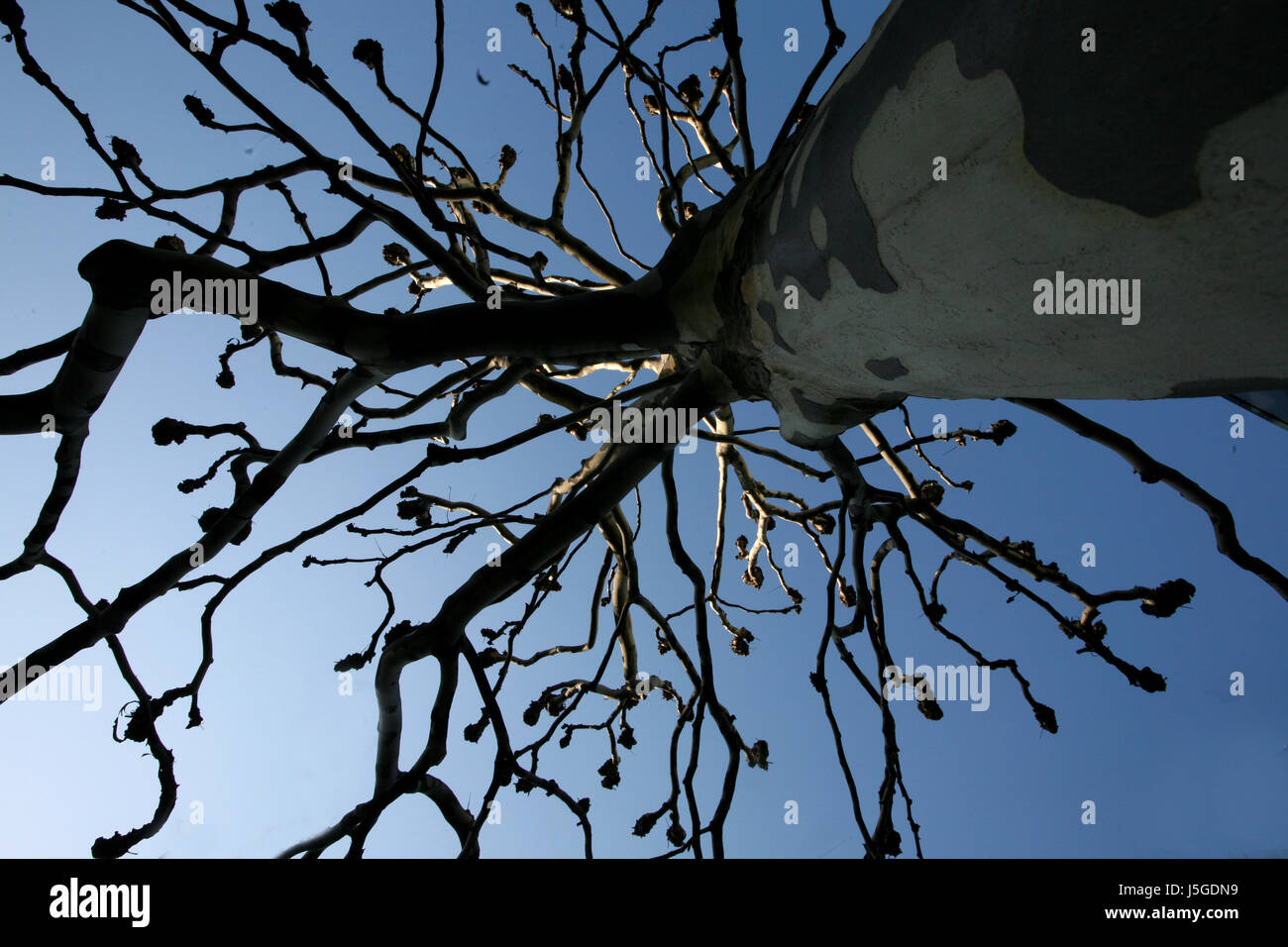 sycamore and blue sky Stock Photo - Alamy