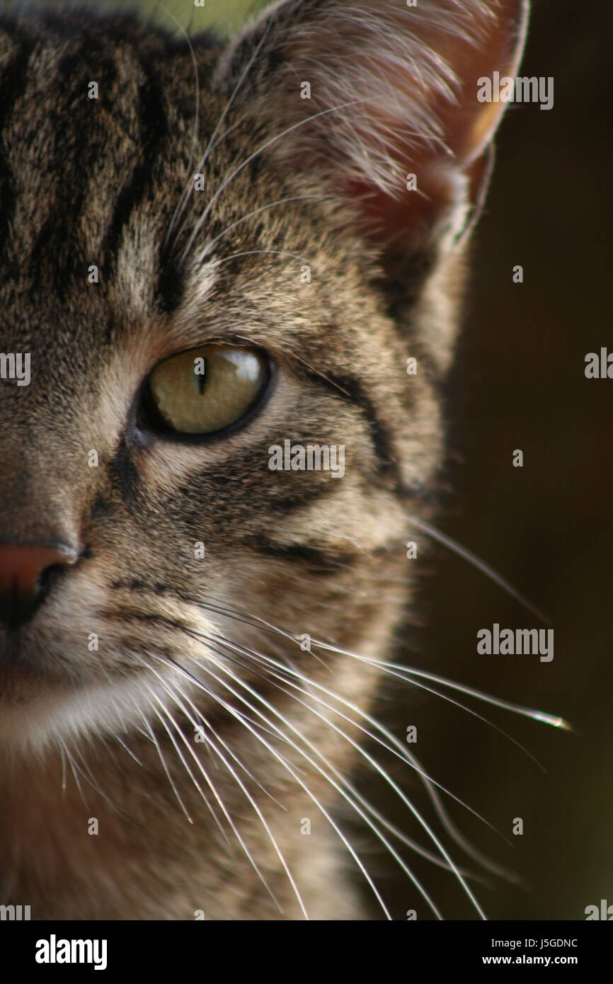 animal pet brown brownish brunette eye organ cat big cat feline ...