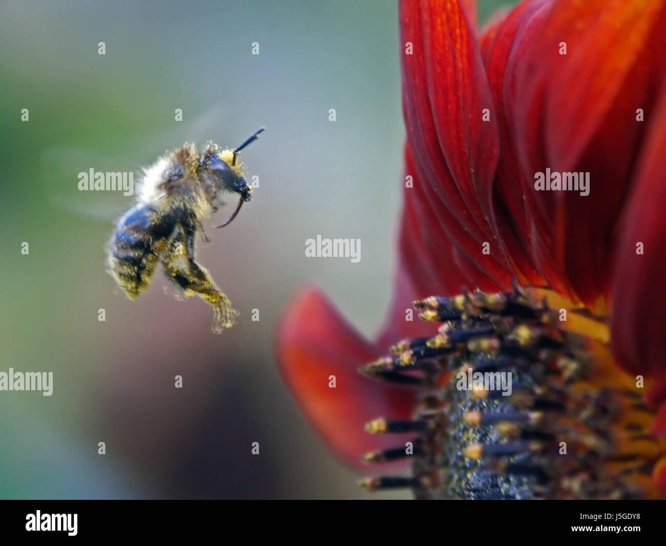 leaf insect flower plant bumblebee bloom blossom flourish flourishing ...