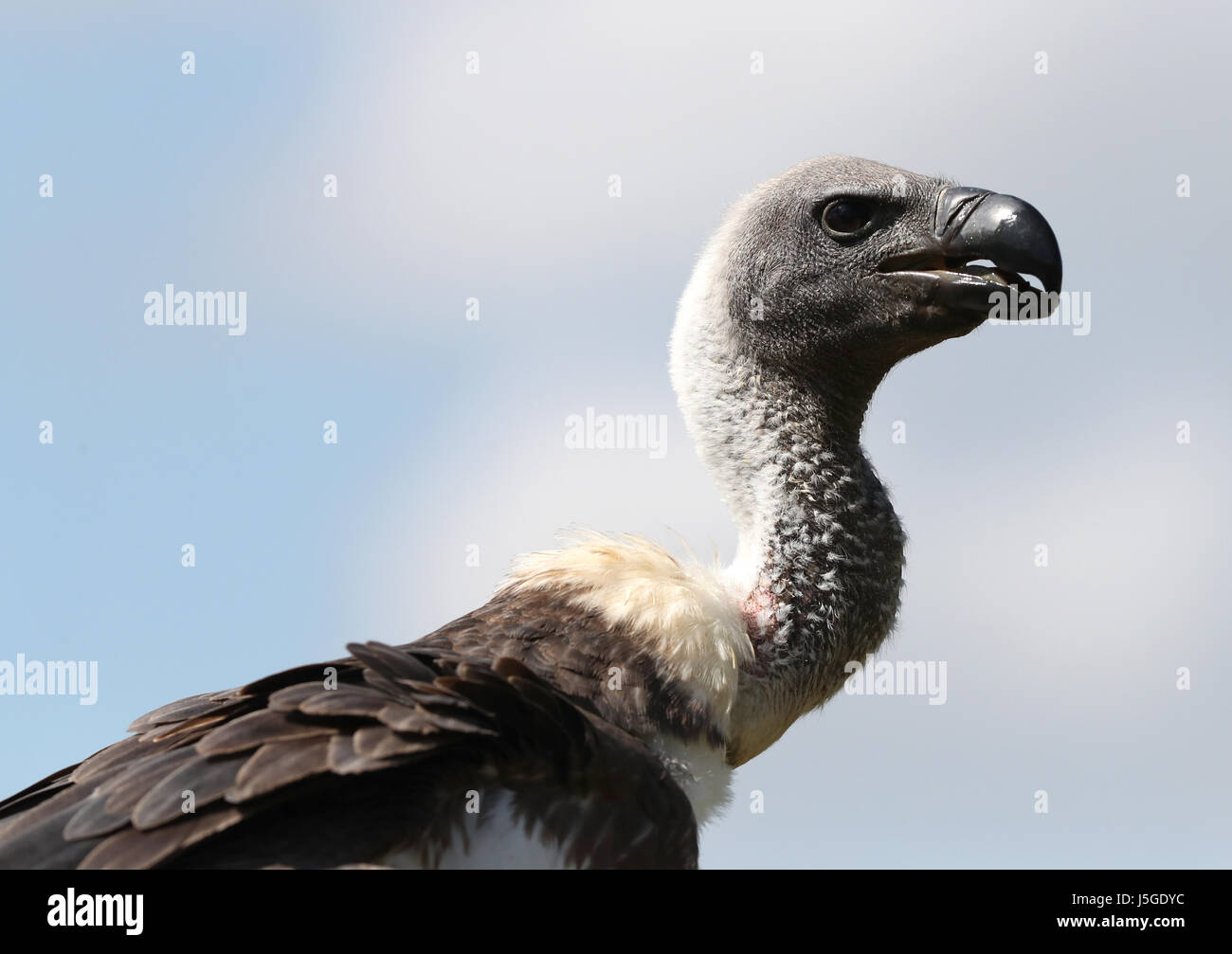 Portrait of a Griffon Vulture against the sky Stock Photo - Alamy