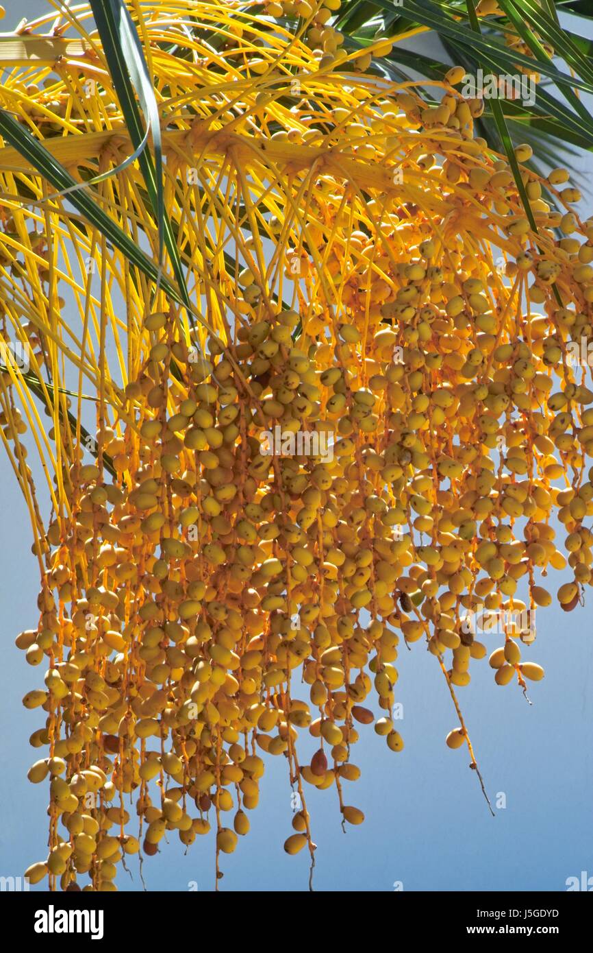 unfortunately,the dates are not fit for human consumption Stock Photo ...