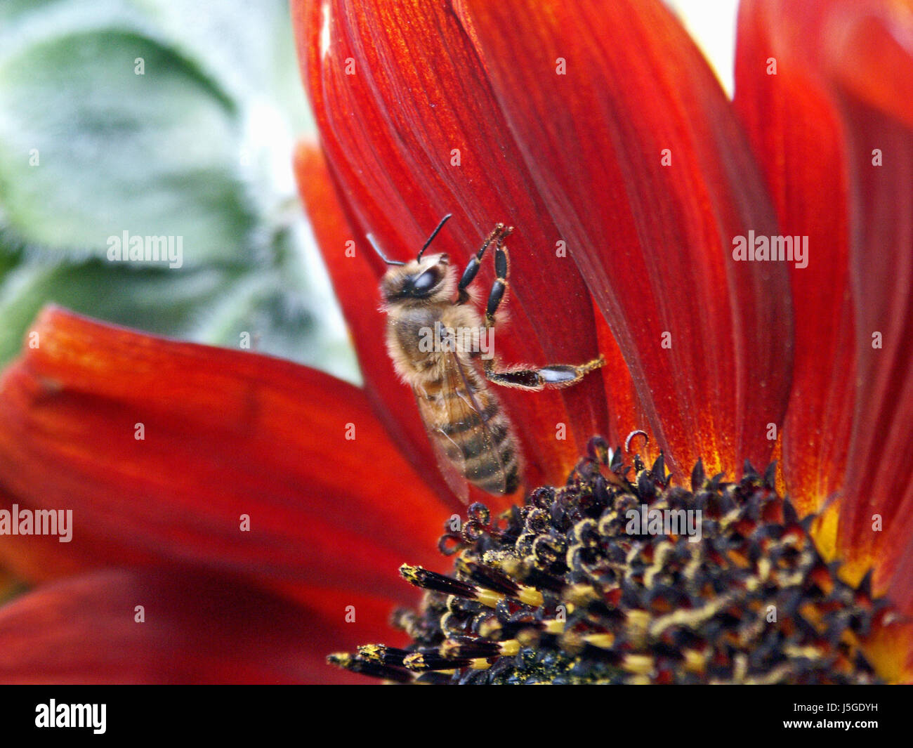 leaf insect flower plant bumblebee bloom blossom flourish flourishing ...