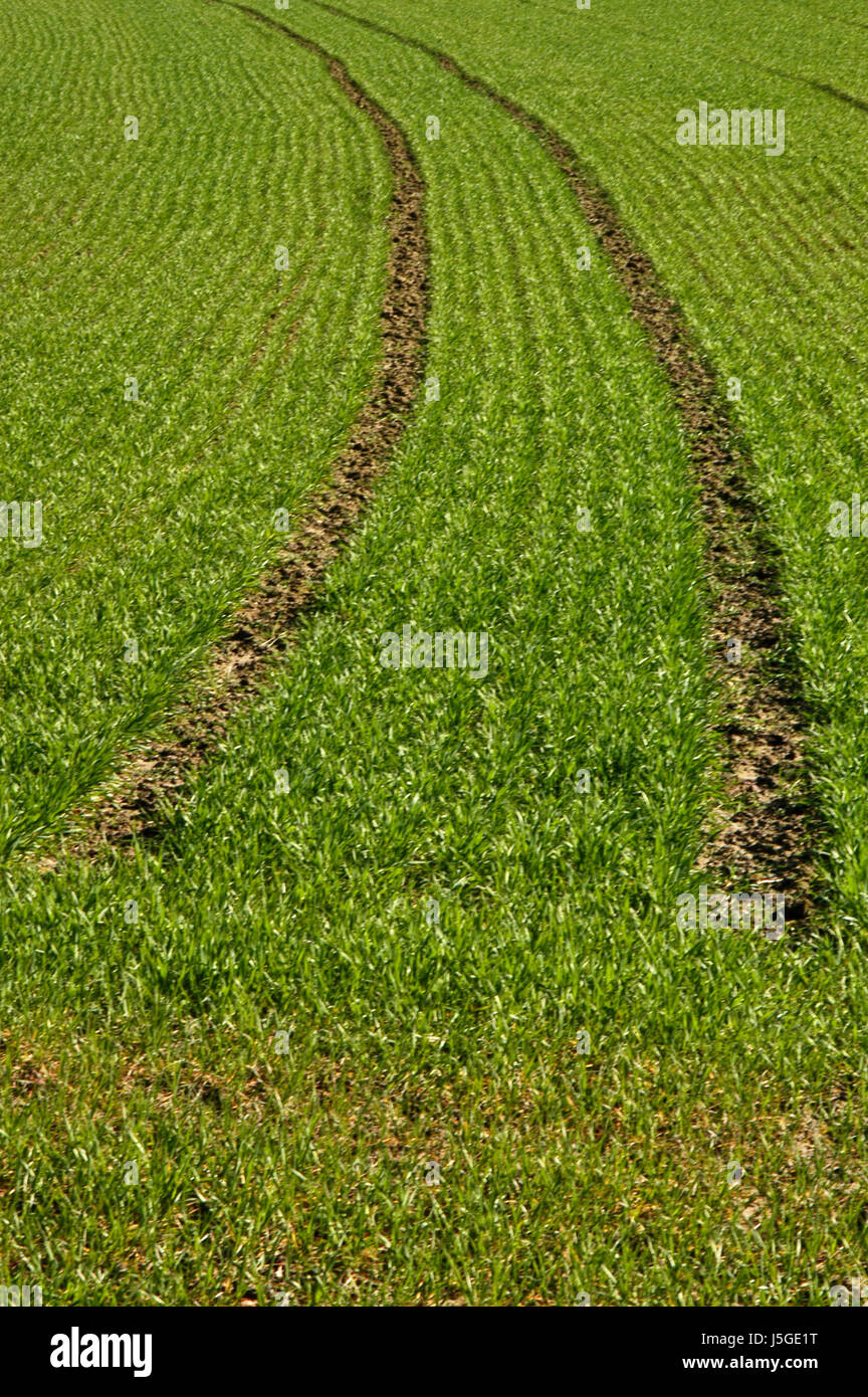 agriculture farming field lines diagonal acre track corn field tractor ...
