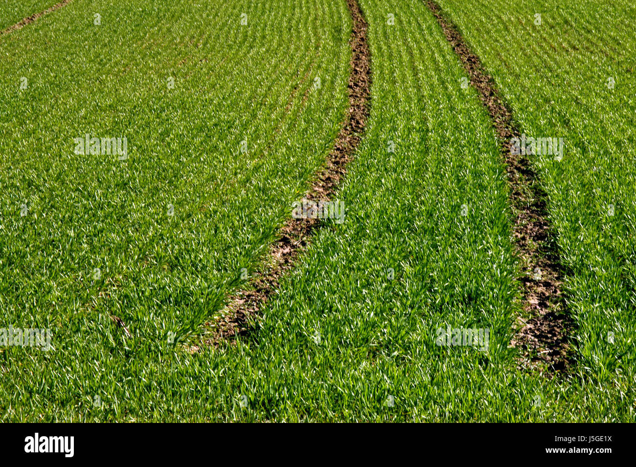 agriculture farming field lines diagonal acre track corn field tractor ...