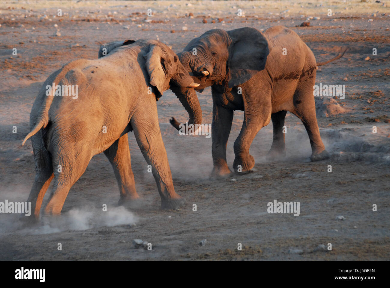 Ethosanationalpark hi-res stock photography and images - Alamy