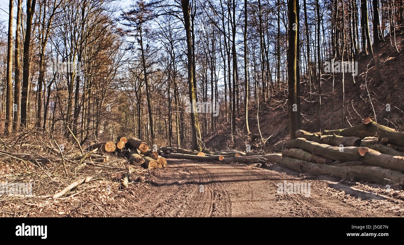 tree trees wood chaos overthrown tidy clear cutting forest storm gale ...