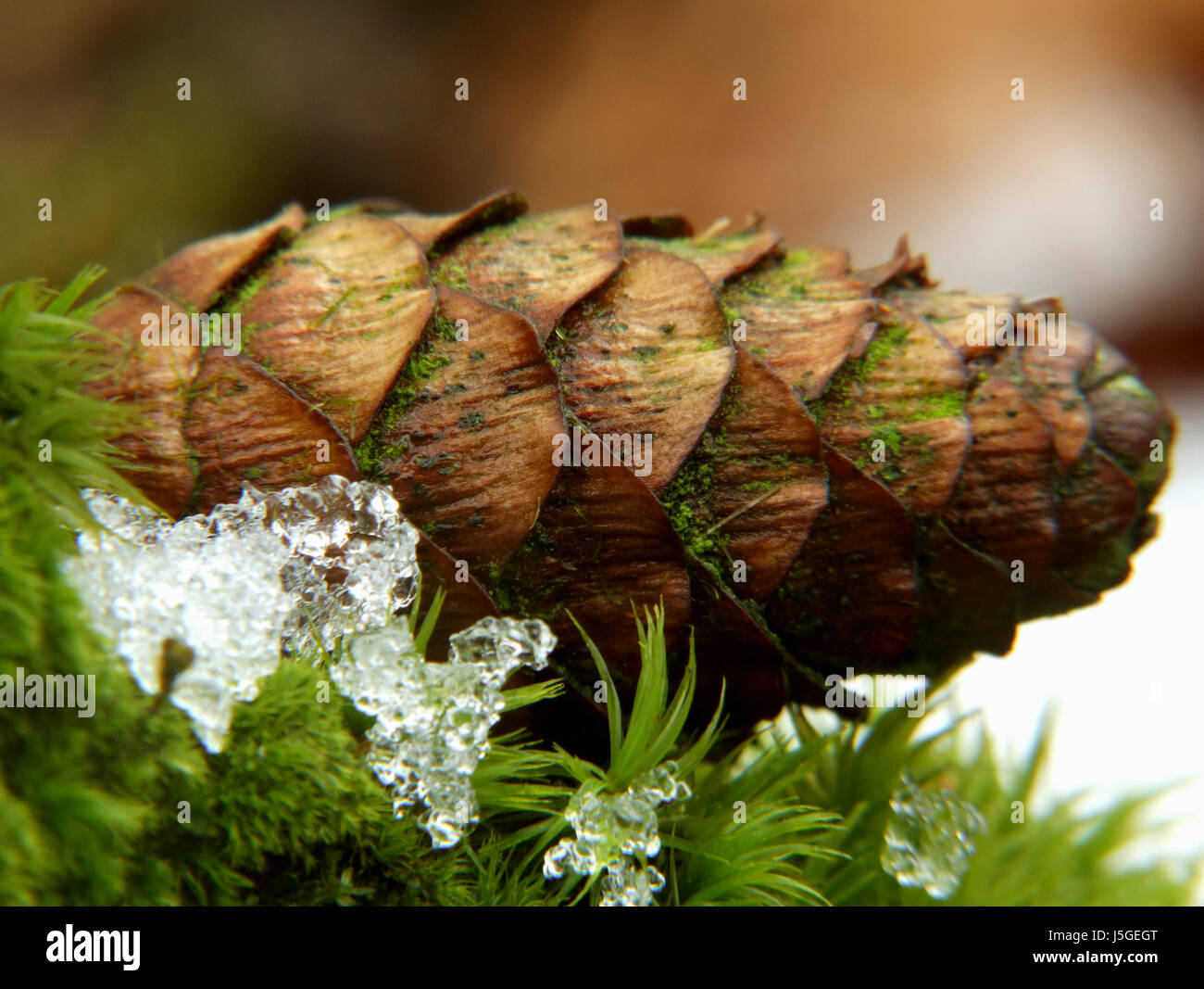 winter woods conifer forest tap larch conifer wood larches snow forest ...