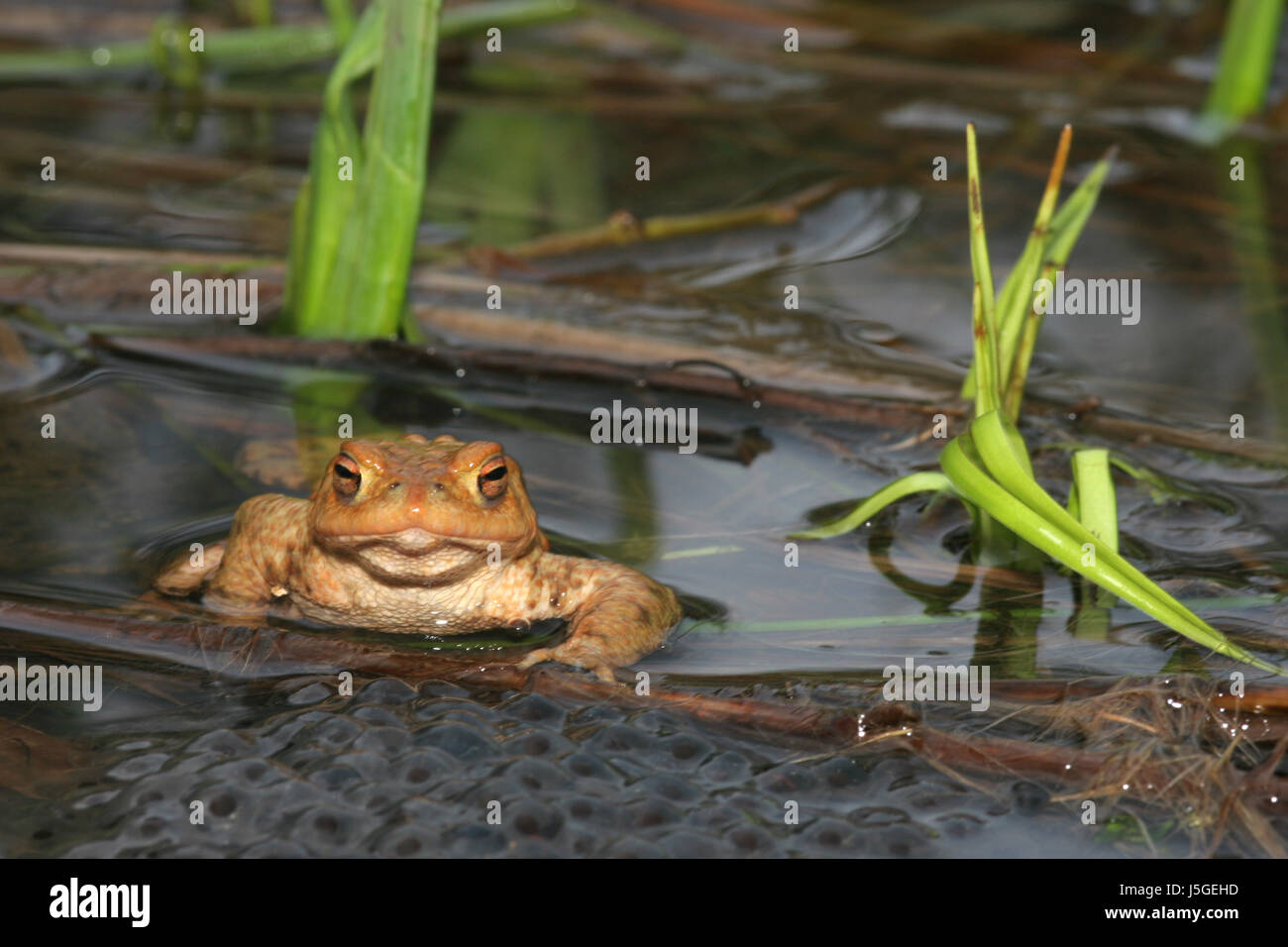 conservation of nature spring amphibians toads fresh water pond water ...