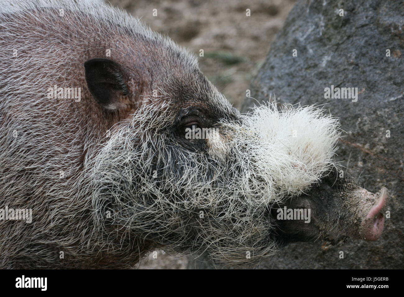 Bearded pig boar hi-res stock photography and images - Alamy