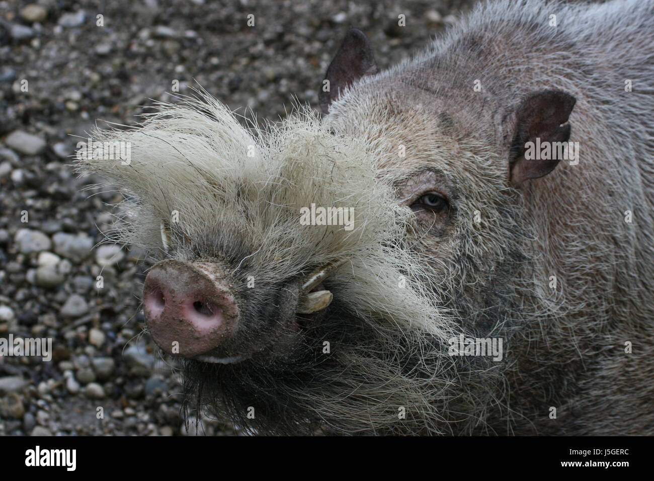 asia virgin forest malaysia borneo boar sow rainforest rain forest pig ...