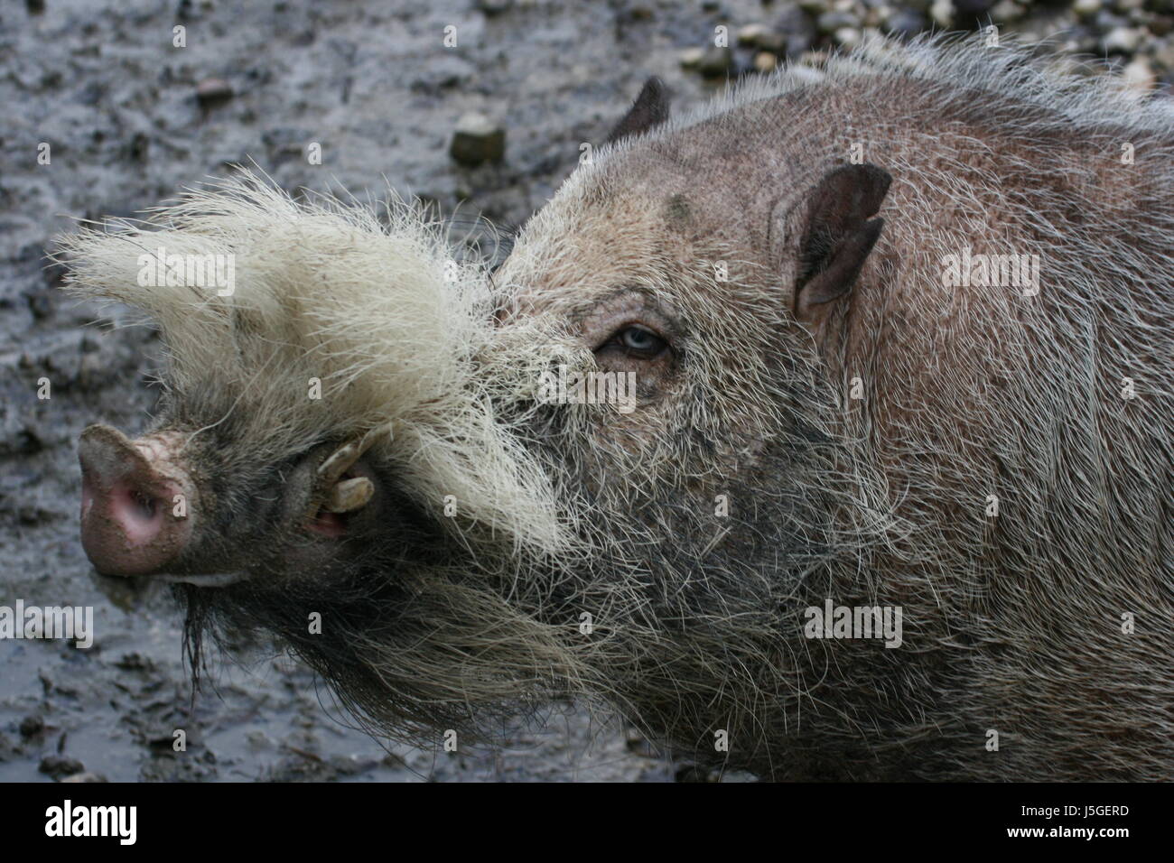 Bearded boar hi-res stock photography and images - Alamy